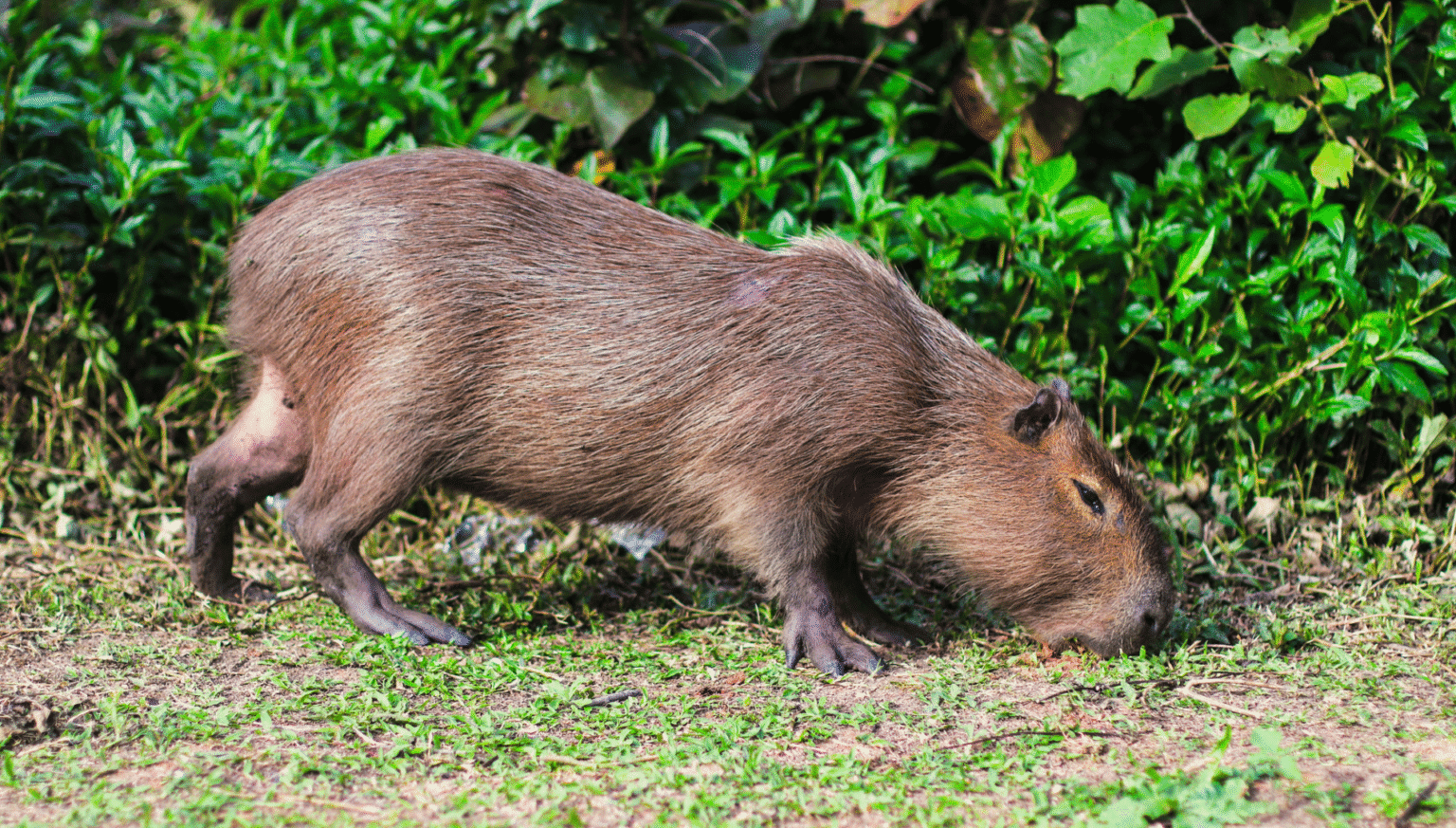 Como foi construída a estátua da capivara inaugurada no evento ...